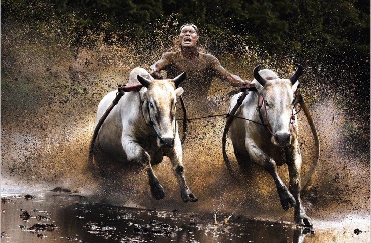 Karapan sapi dan kerbau dari Madura - Bloggrid