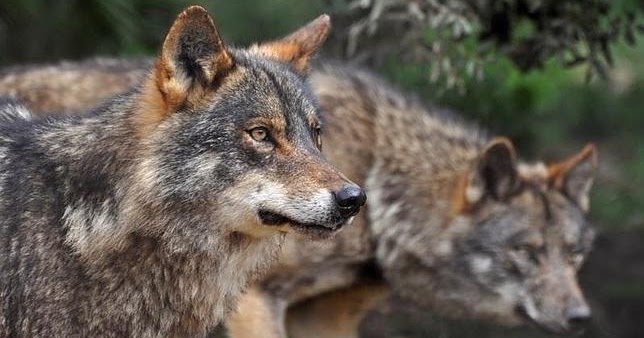 Tierras de lobos: ¿Qué es un lobo?