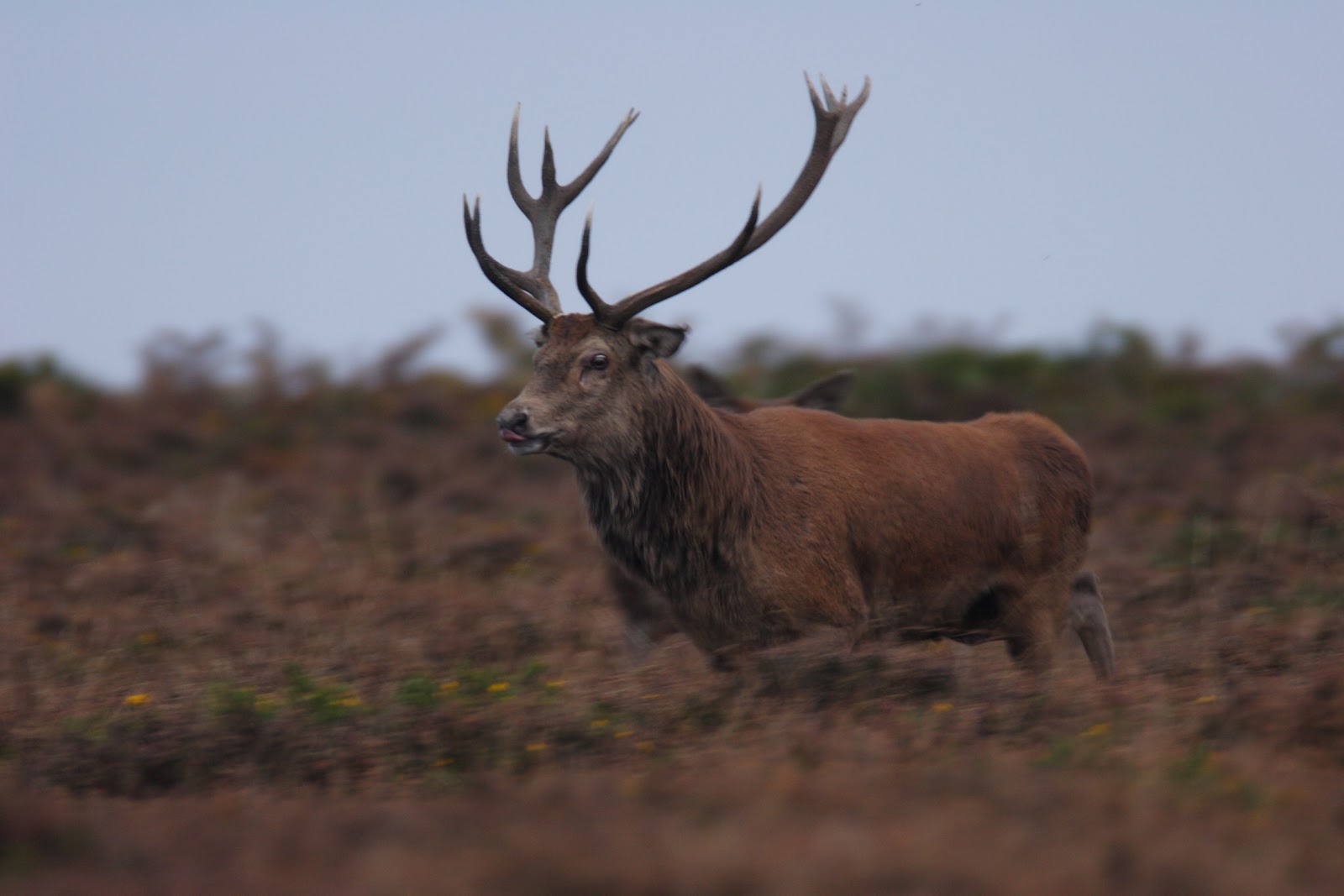Wildlife in Cornwall: Red Deer Stag's Exmoor (Cervus elaphus )