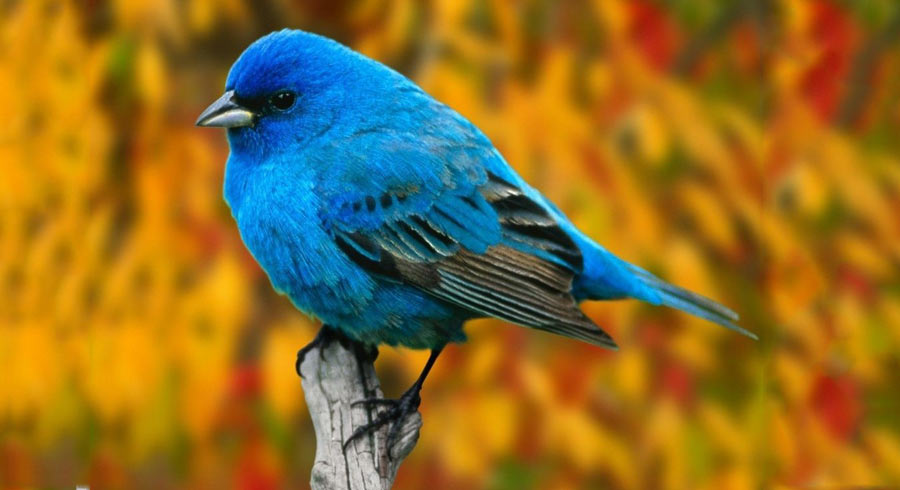 El Test del pájaro de colores