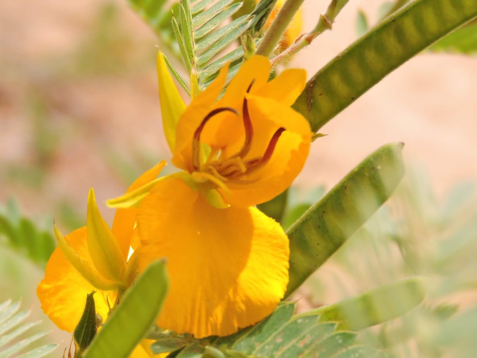 Fabaceae - Leguminosae no Brasil: Chamaecrista