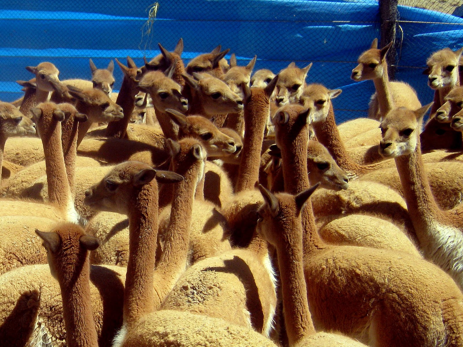 The Colca Specialist: Traditional capture of Vicuñas (Chacu) was ...