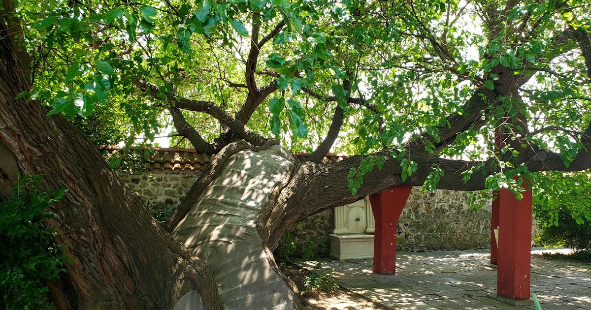 Committed Stitcher: Ancient Tree