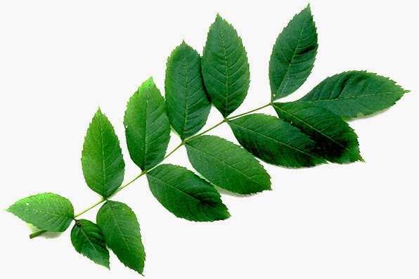 Încrezătorii: Frunza