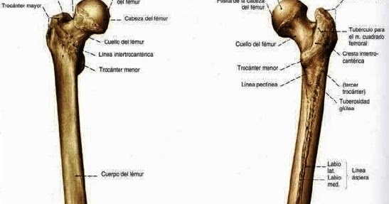 WikiMedicBook: Miembro inferior: huesos femur, rotula y tibia
