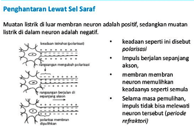 Proses Penghantaran Impuls Melalui Sinapsis (Sistem Saraf Manusia ...