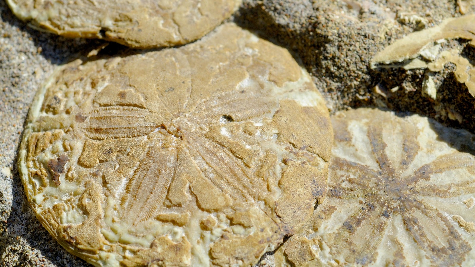 FOSSIL HUNTRESS: FOSSIL SAND DOLLARS