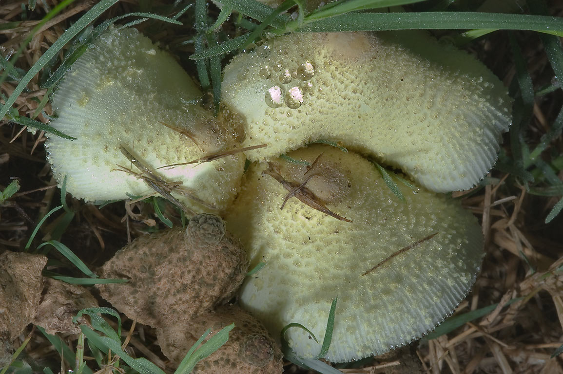 The Magic cafe: Коллекция грибов из Техаса (часть-1)