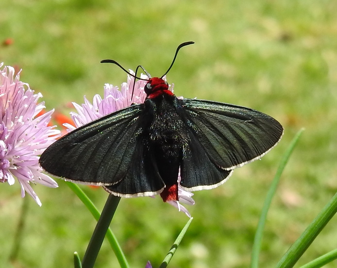 Chacra Educativa Santa Lucía: Mariposa “DIABLITO” y su metamorfosis