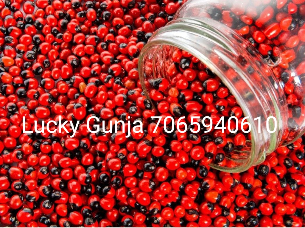 Rosary Pea Safed Gunja is Costliest Seed 7065940610