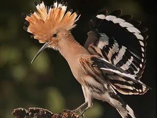 Sierra de Estepa (Sevilla): FAUNA TÍPICA DE LA COMARCA DE ESTEPA
