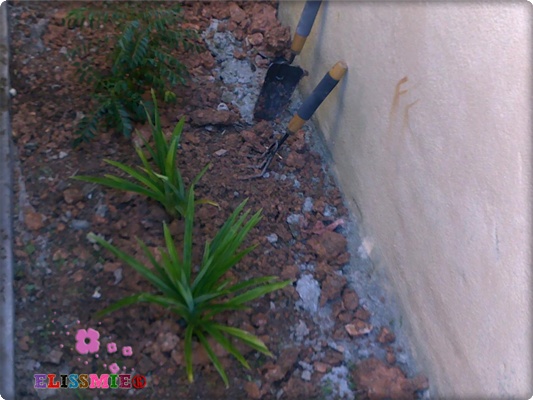 Kebun sayur mini dirumah akhirnya jadi realiti.. | Programmer by day ...