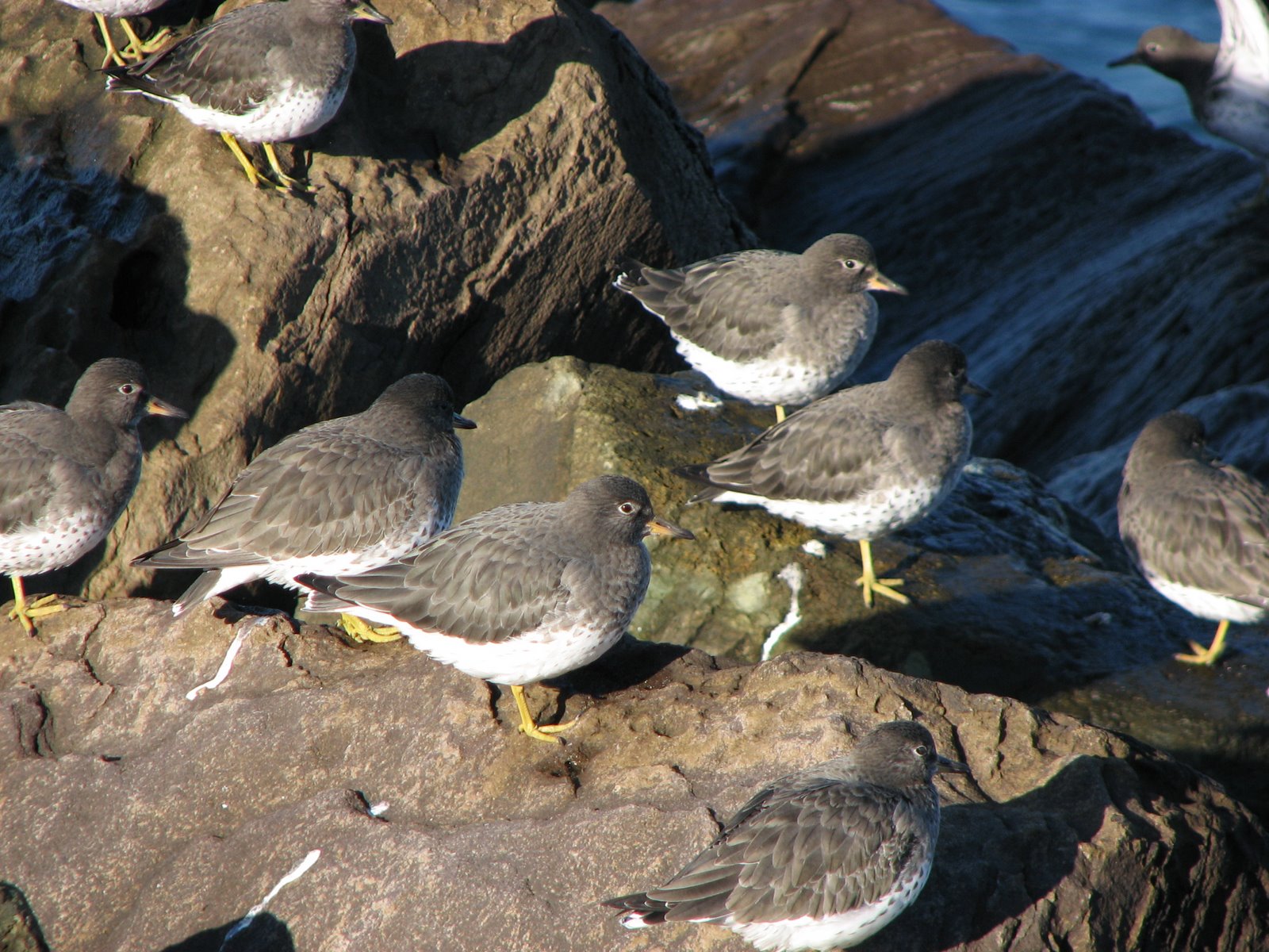 Andy Frank: Least Flycatcher, Surfbird, Black Turnstone, Ruby-crowned ...