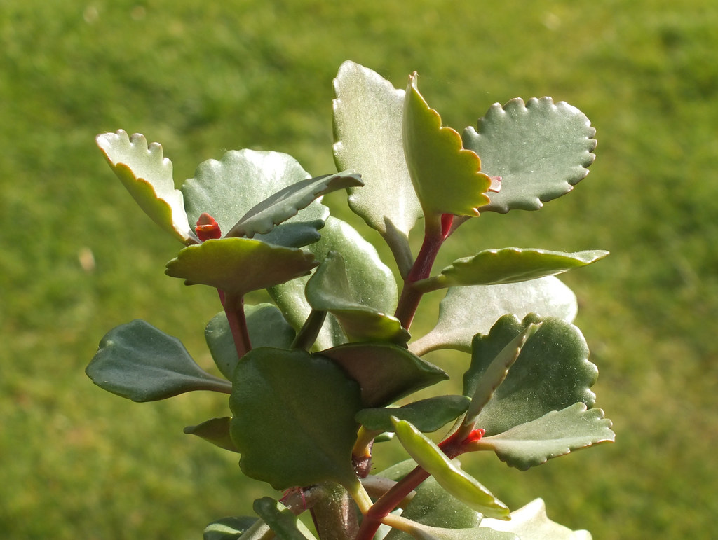 Kalanchoe sexangularis - Red-leaved kalanchoe care and culture ...