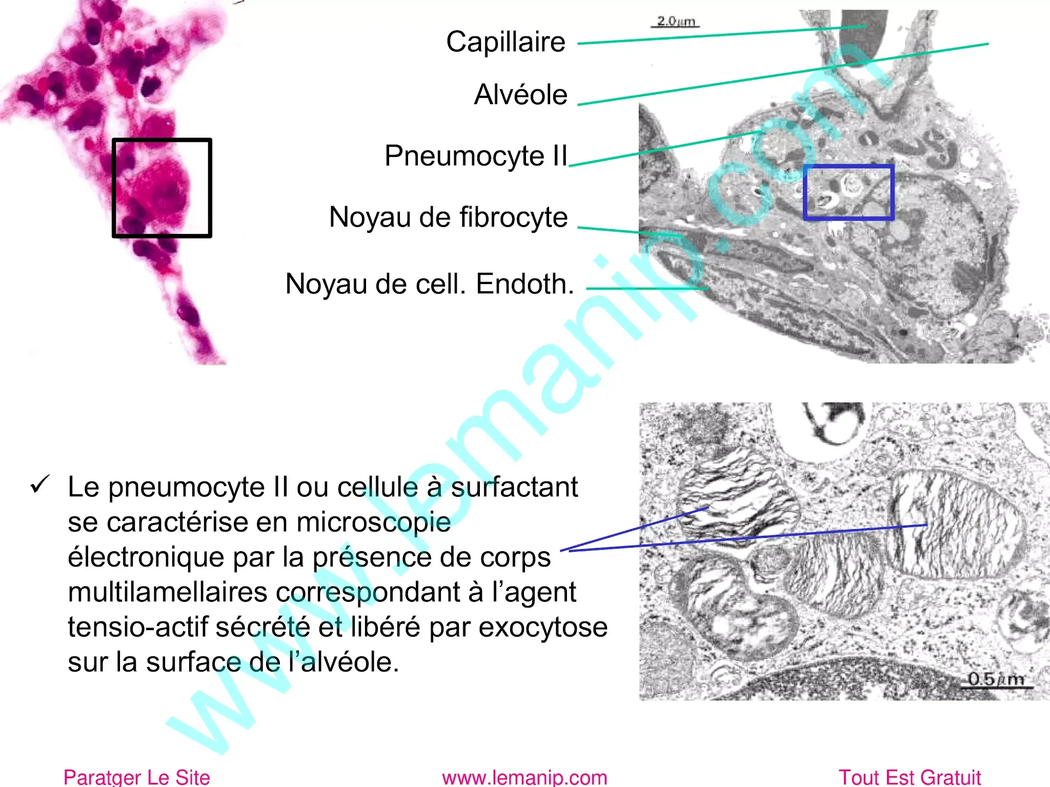 Histologie De L'appareil Respiratoire