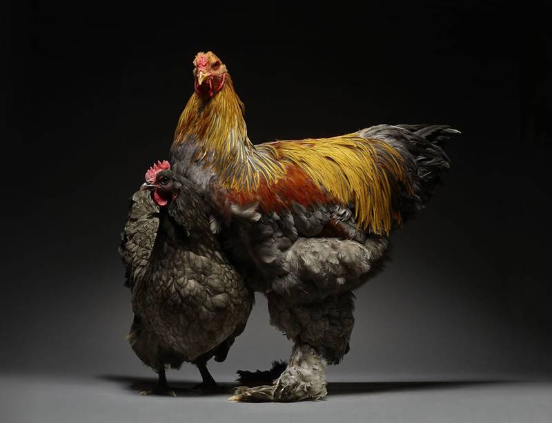 Chingum — Discover Curiosities: Chicken Couple Photoshoot ...