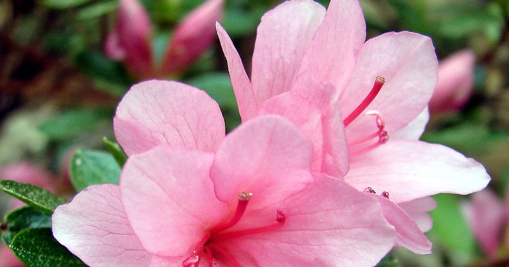 Filosofi Bunga Azalea ~ harfiekalatifa