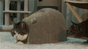 FB GIFs: Dramatic Cat