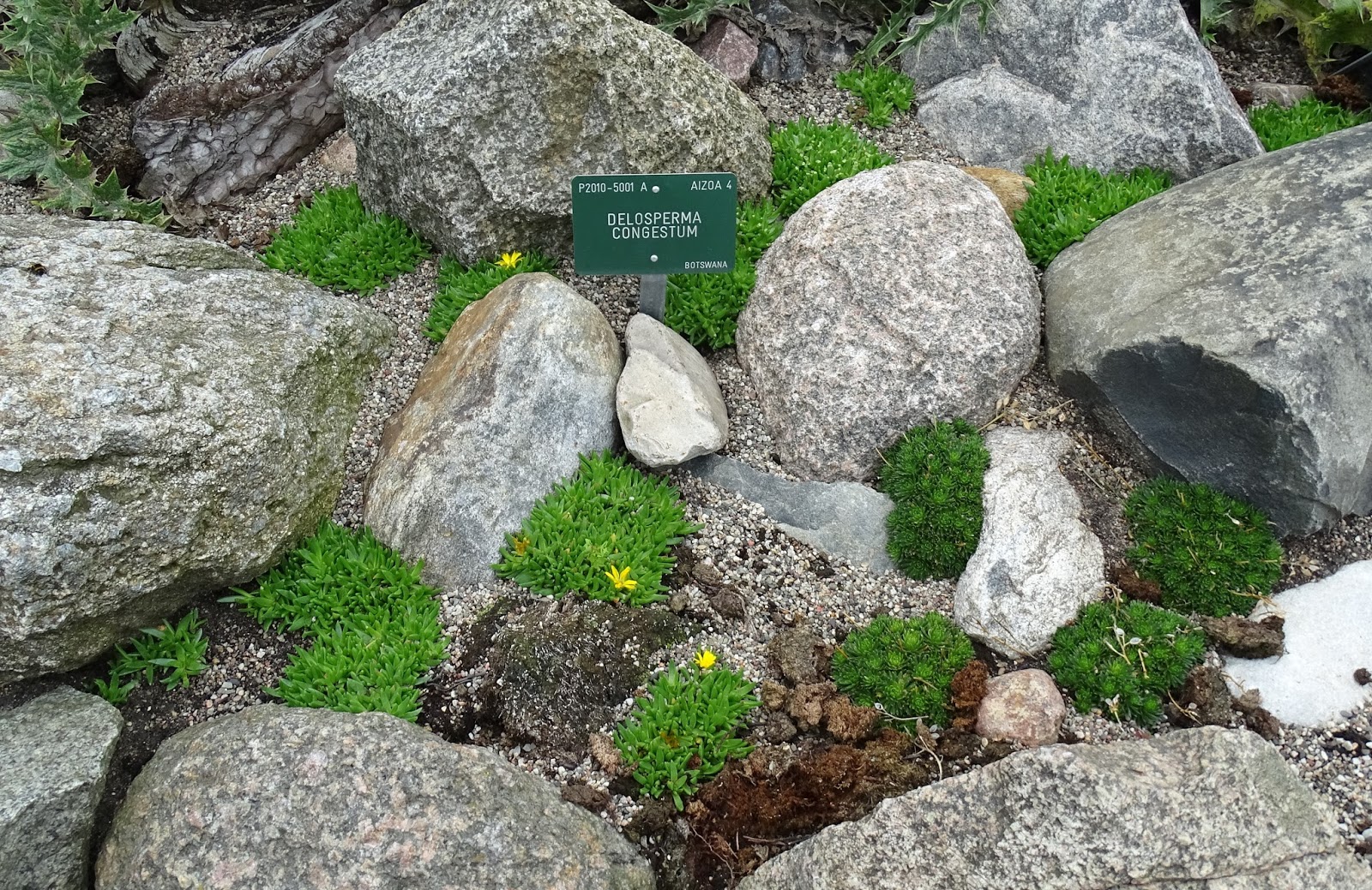 Prairiebreak: Copenhagen jewel box Rock Garden
