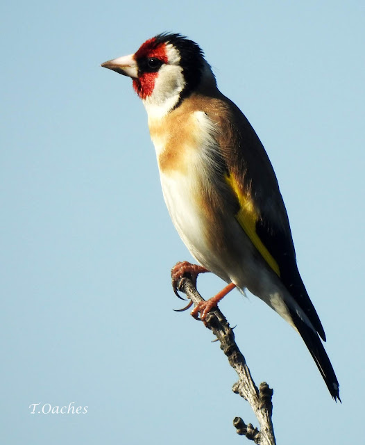 PASARI DIN ROMANIA: STICLETE, Carduelis carduelis