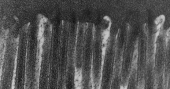 Biology Tutorials: Cell Membrane and Transport Across Membranes