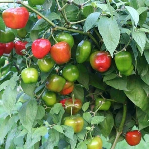 Mitos y Leyendas: LA LEYENDA DEL LOCOTO