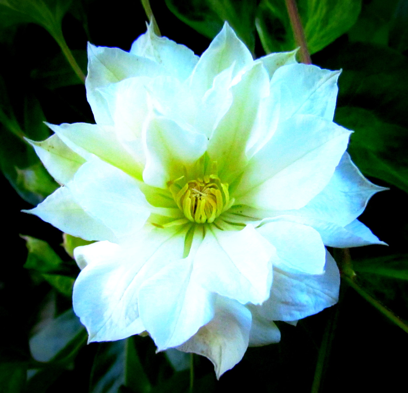 Learn To Grow: Pretty Blooms!