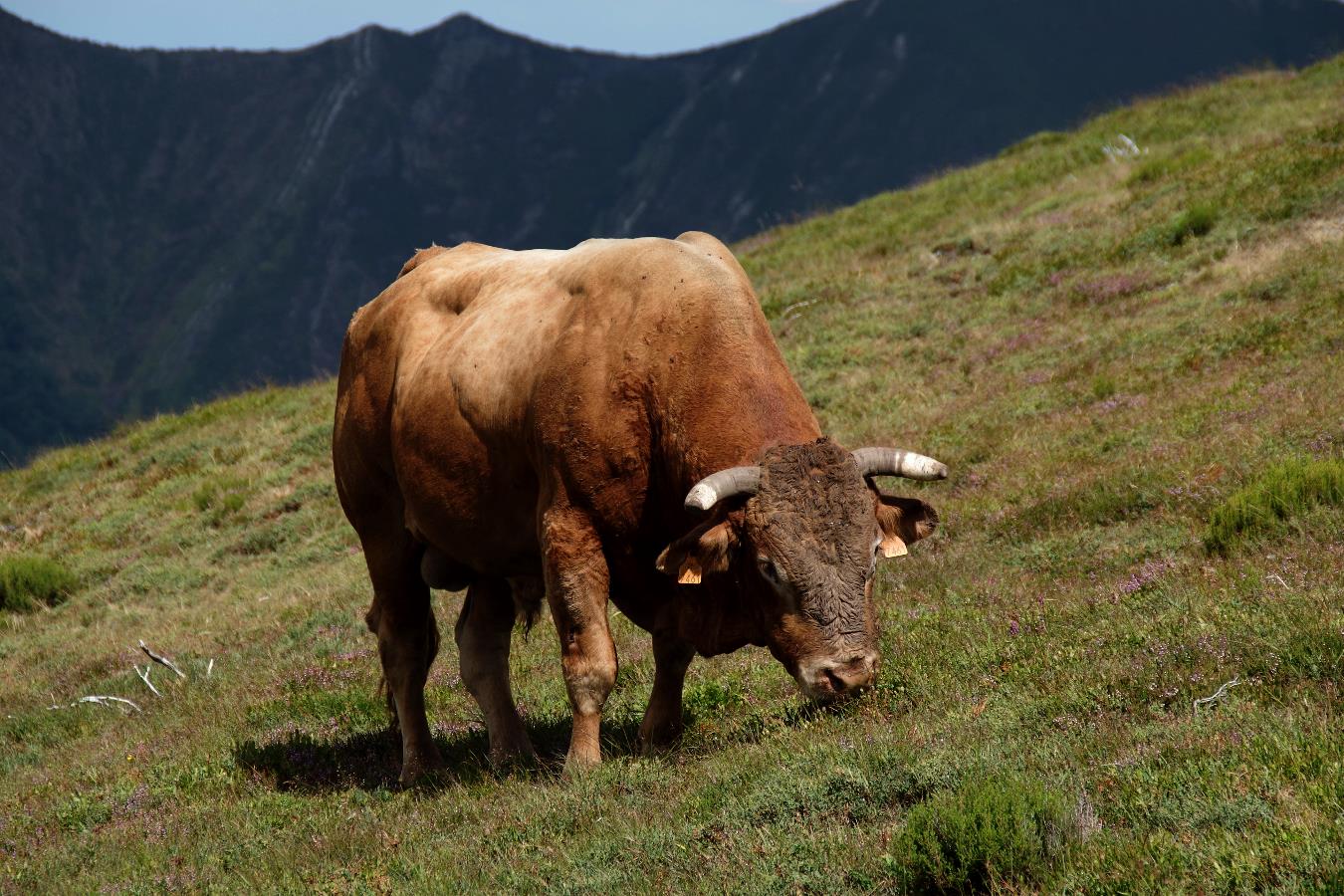 A lo bouzo: agosto 2016