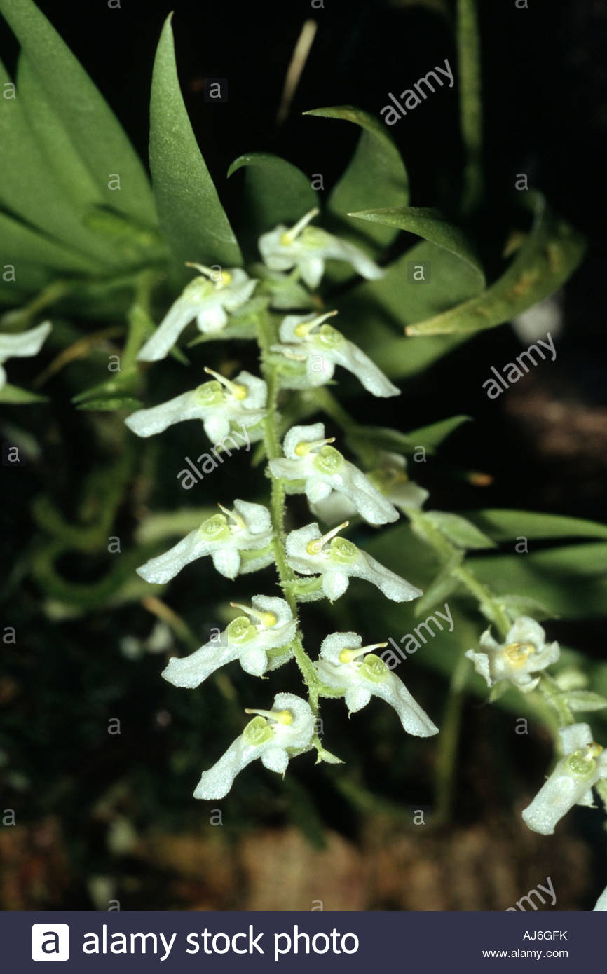 PLANT FAMILIES OF PUERTO RICO AND FLORIDA PAPO VIVES: ORCHIDACEAE ...