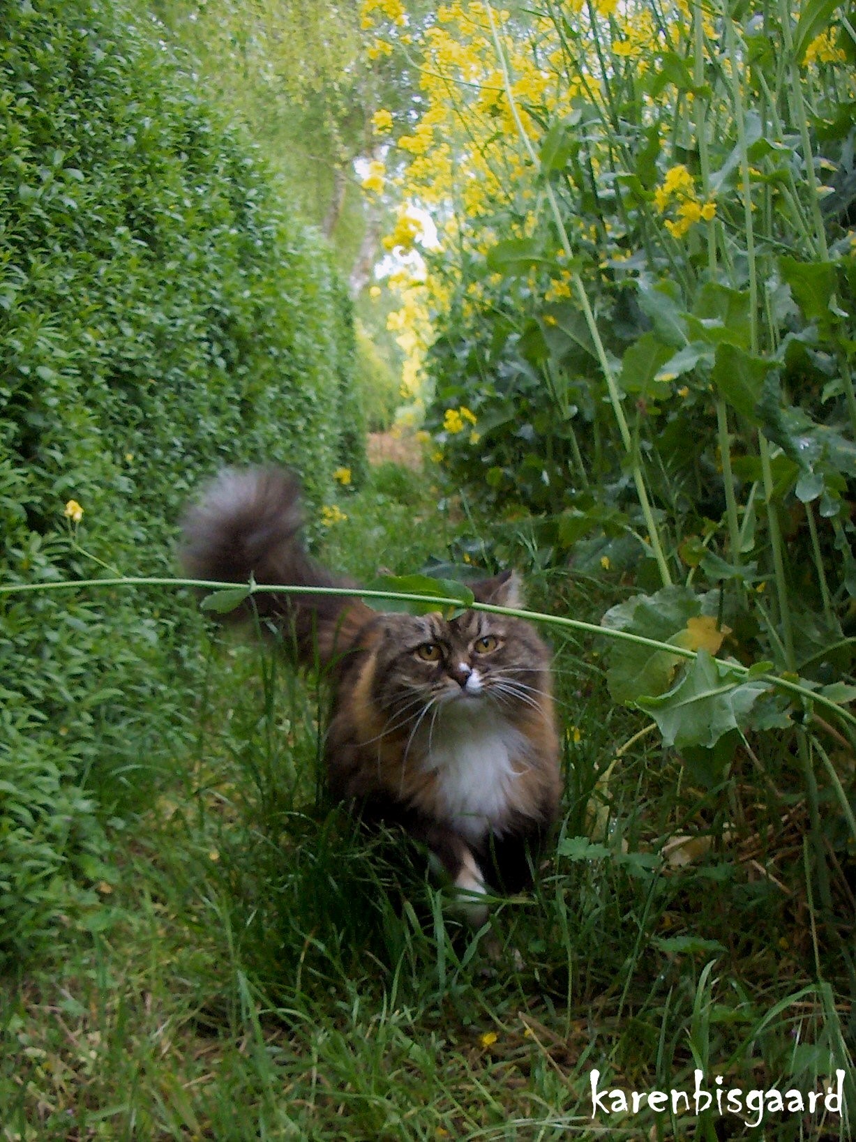 Karen`s Nature Photography: Fluffy Cat Walking Between Tall Hedge and ...