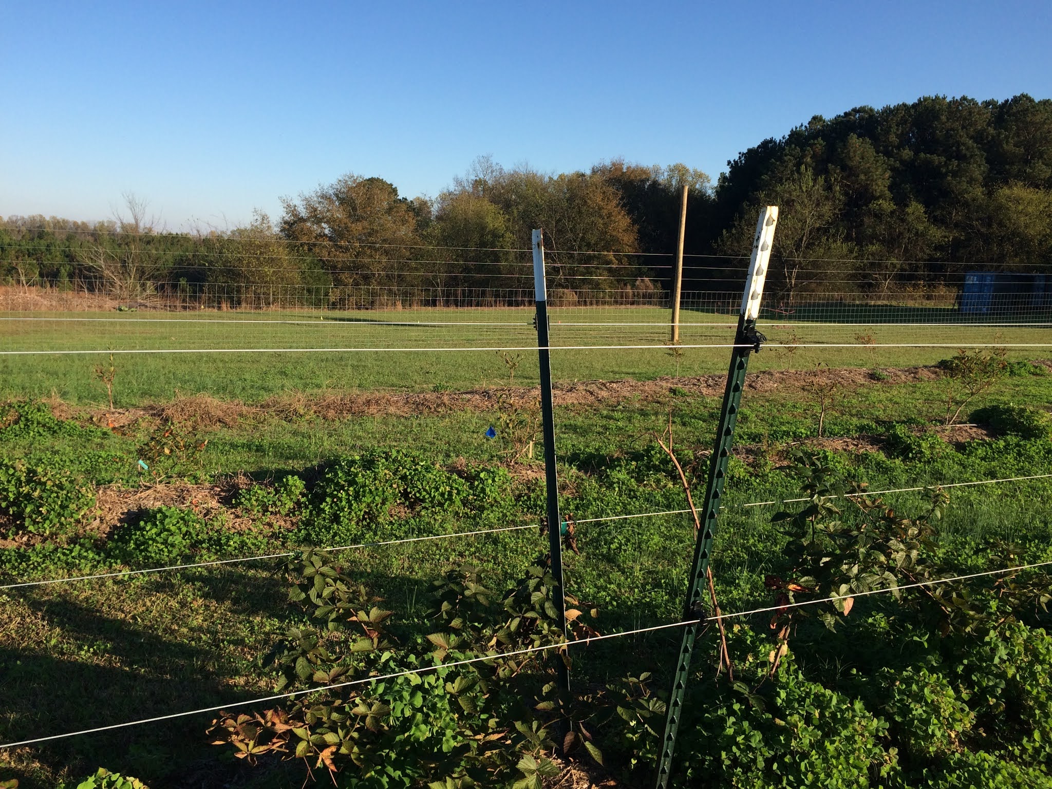 Team Rubus: Blackberry V-Trellis Construction