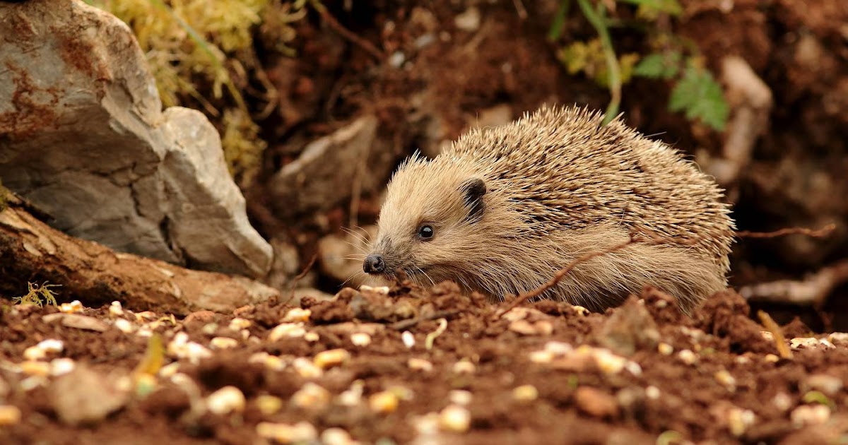 Vida Selvagem...do Quintal!: Ouriço-cacheiro