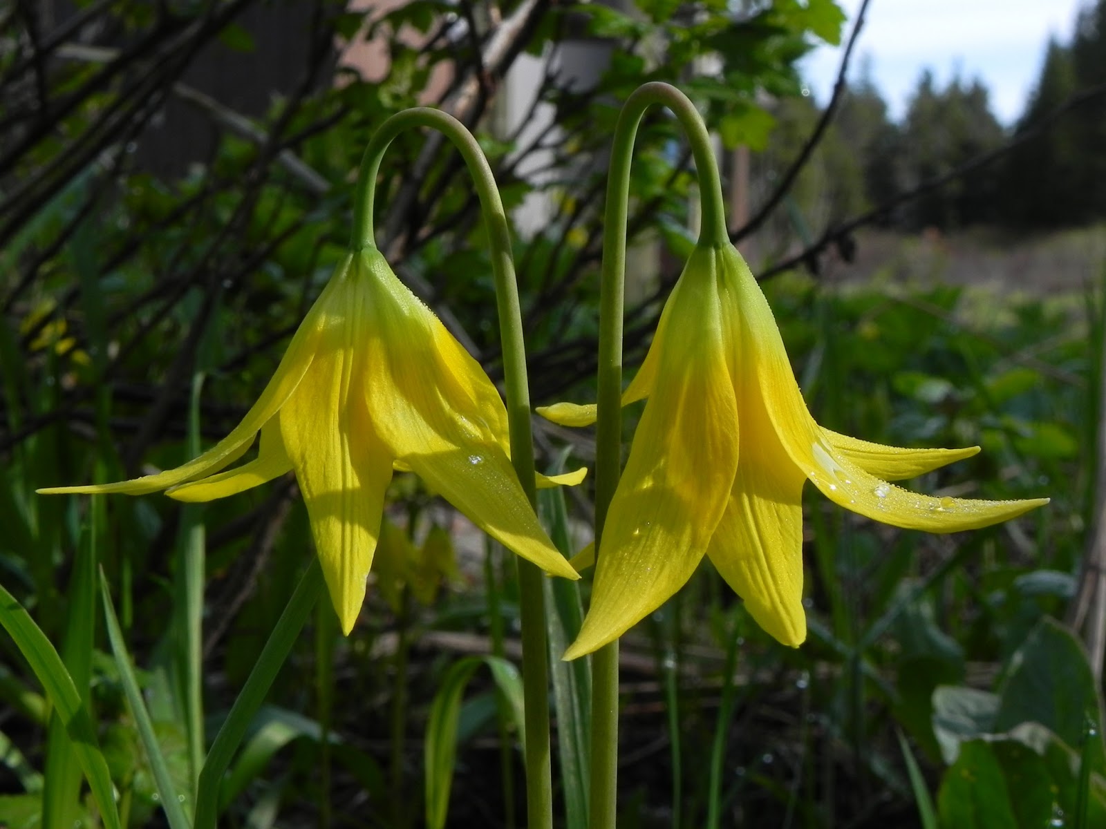 Wildflower Wanderings: Flower Ecstasy on June 1st; Installment 1