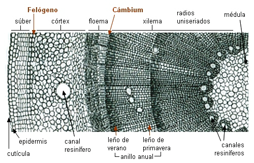 Biología 1ºBCNyT(ABDERA): Meristemos.