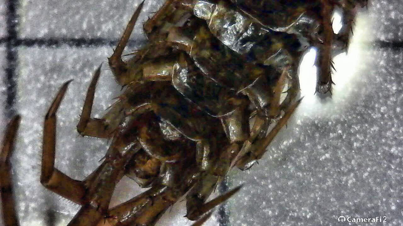 Don Schaeffer's Photos and Art: Views of a Dead Bug