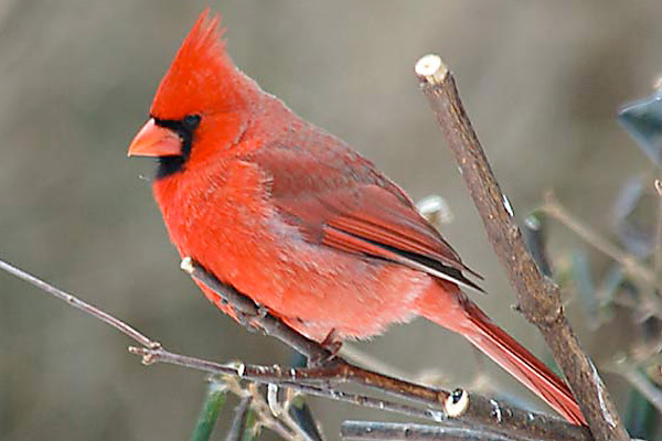 red cardinal bird |Photo Dot Com