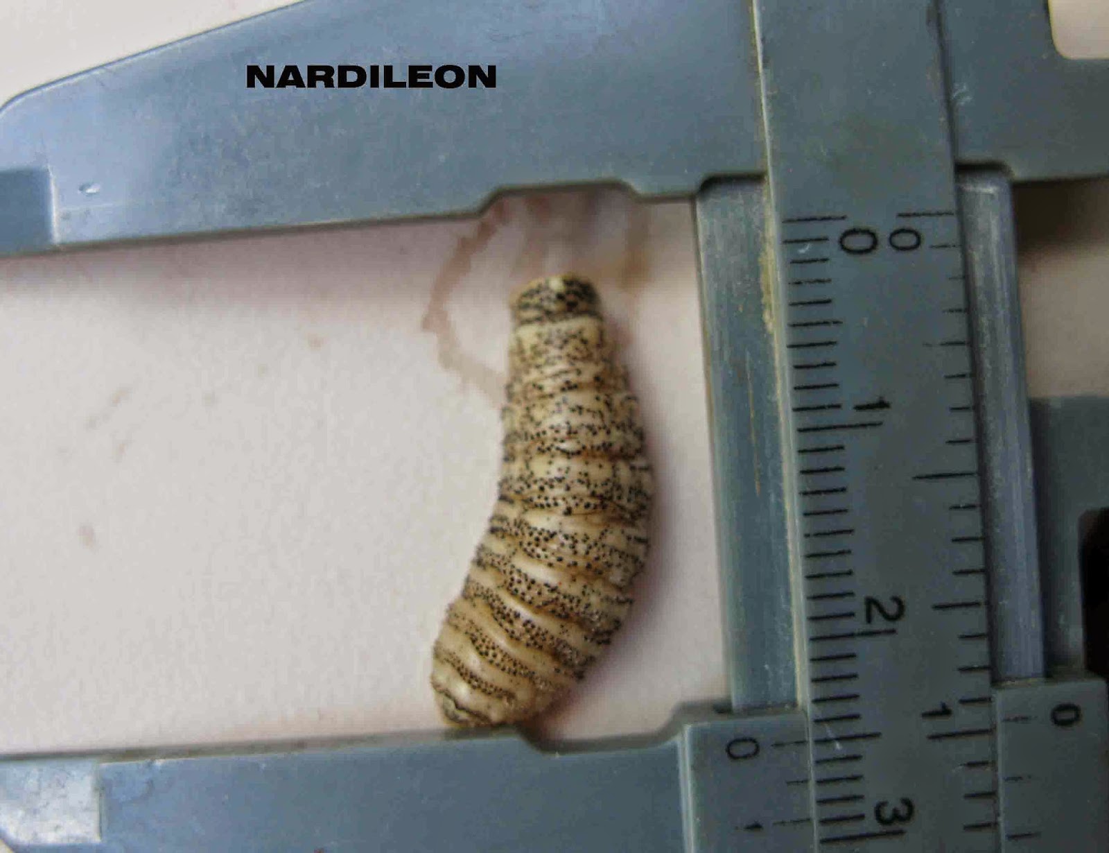 NARDILEON: Cephenemyia stimulator (el gusano de las narices)