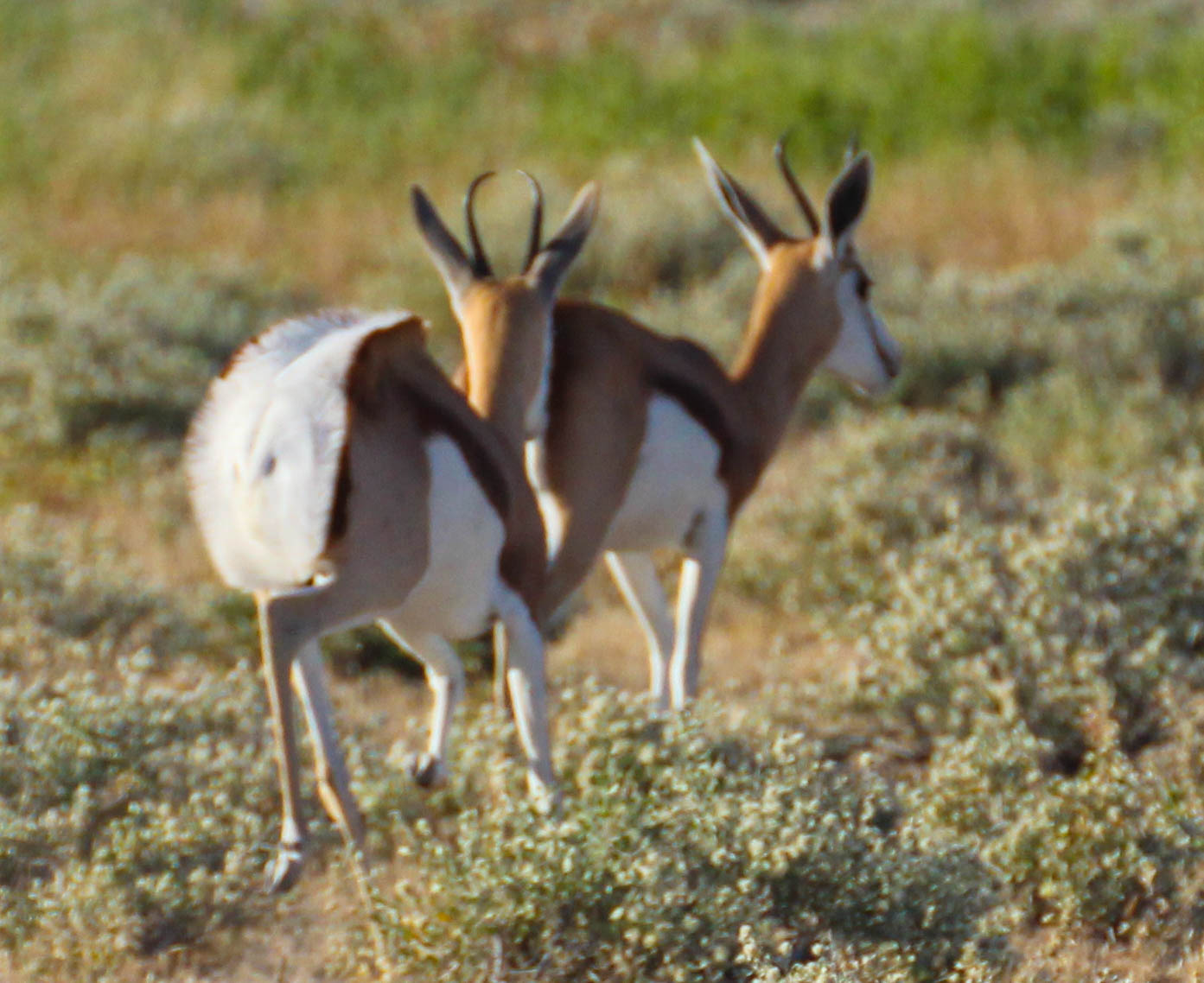 Cannundrums: Kaokoveld Springbok