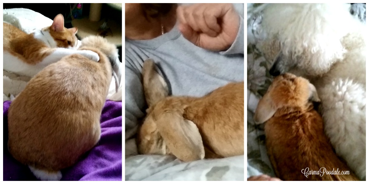 Carma Poodale : Peanut Bunny, The Foster House Rabbit Update