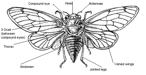Fungi fun guys!: Cicada
