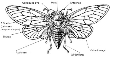 Fungi fun guys!: Cicada