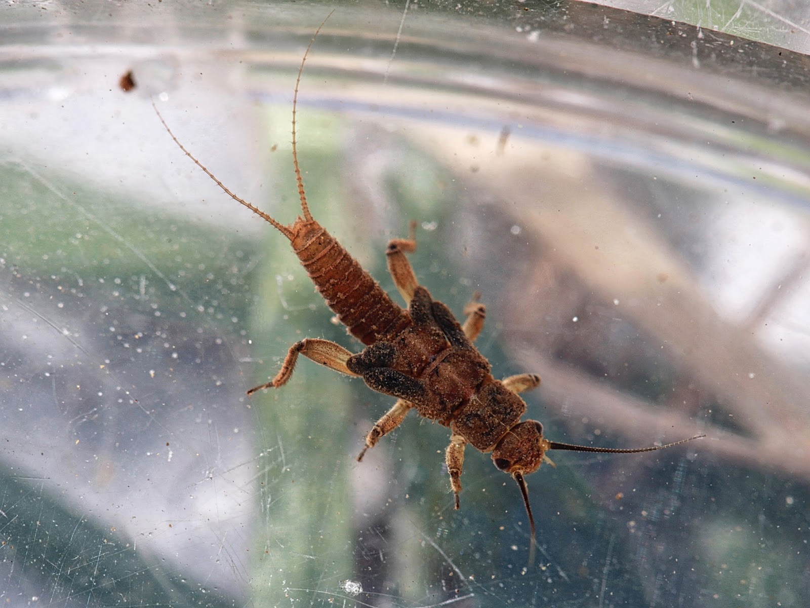 Aquatic Insects of Central Virginia: The Nemourid we find in our small ...