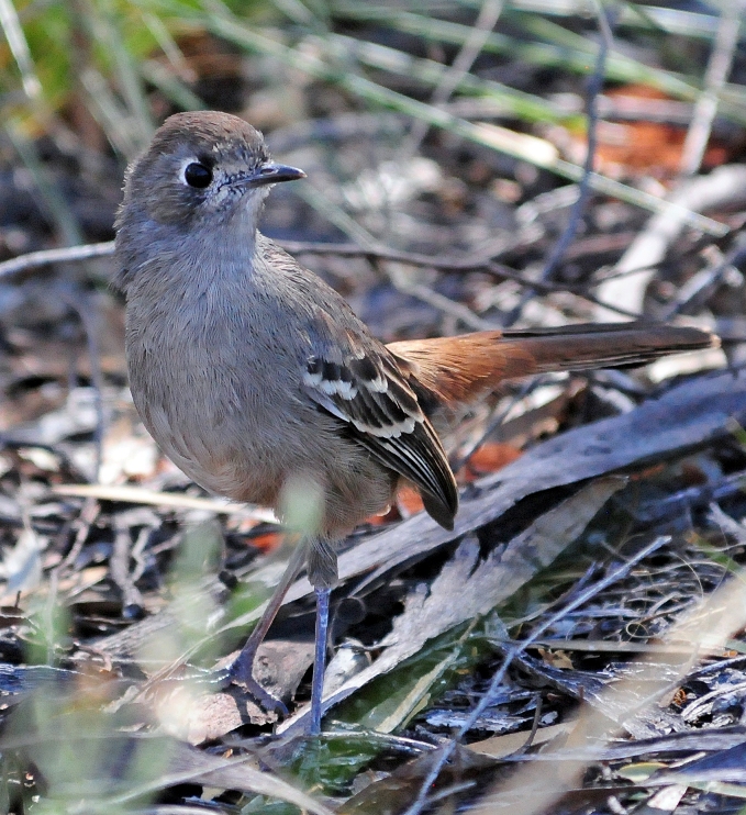 Bird Photographs: Gluepot Reserve, Mt Lyndhurst, Witchelina Station