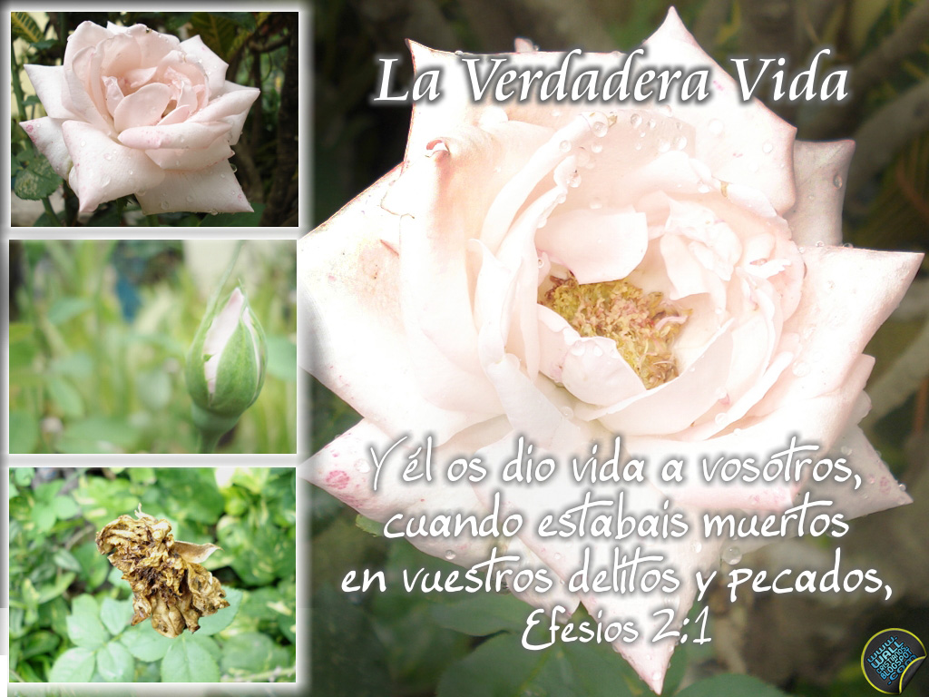 La Verdadera Vida