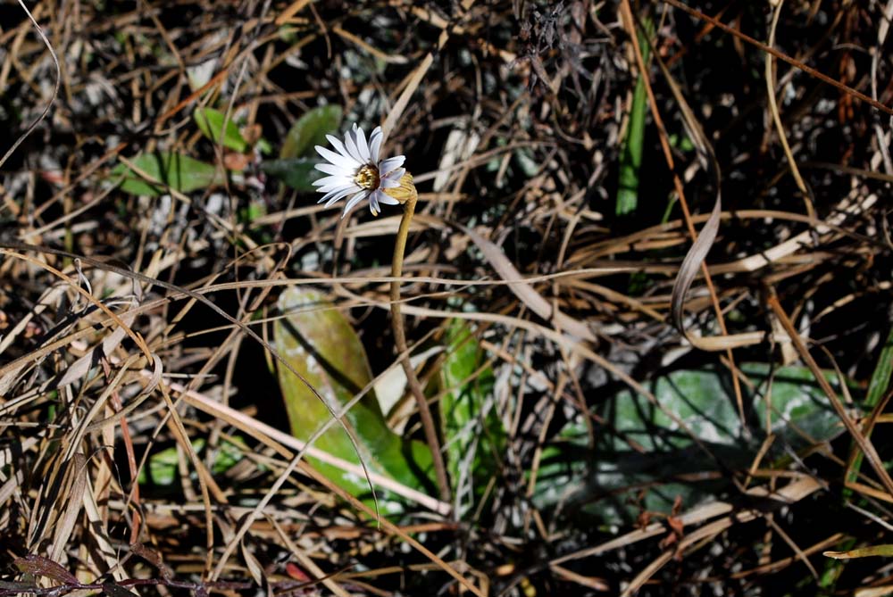 Space Coast Wildflowers: Tosohatchee WMA, January 20, 2012