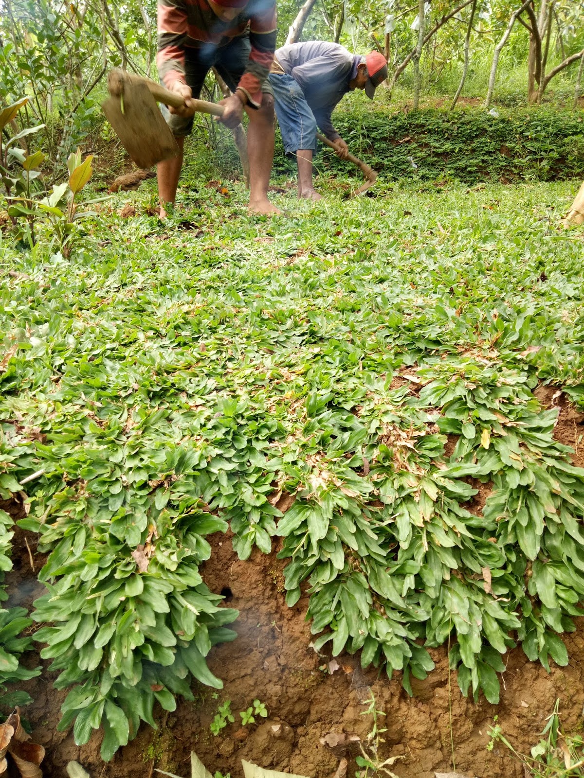 RUMPUT LAMURAN dan rumput gajah mini ~ SINOX NURSERY