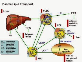 Metabolisme Lemak ~ Apaitu