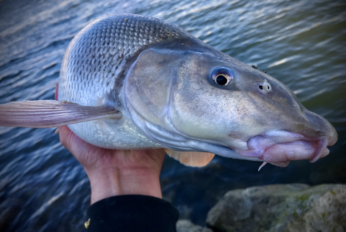 Dunai Halak Nyomában