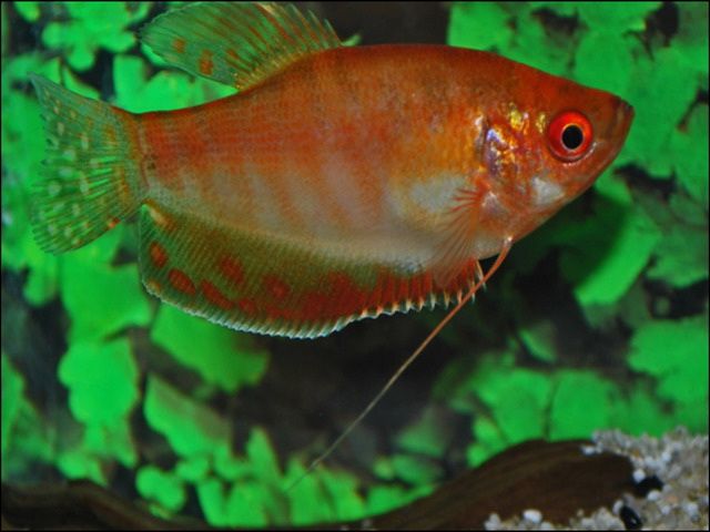 Gambar Ikan Sepat Rawa, Siam, Mutiara, Biru, Terbesar Harga Mahal