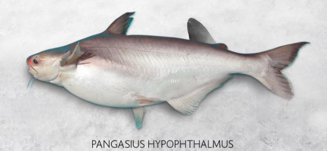 K P and SONS aqua : PANGASIUS FISH FARMING